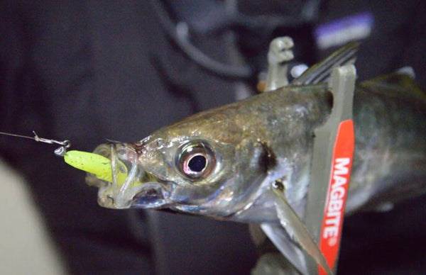 MAGBITE Upper Cut Ultra Light Jig Heads | Tackle Online Australia